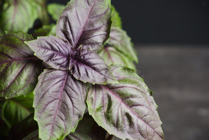 Red basil plant in pot stock photo. Image of flora, food - 92863738