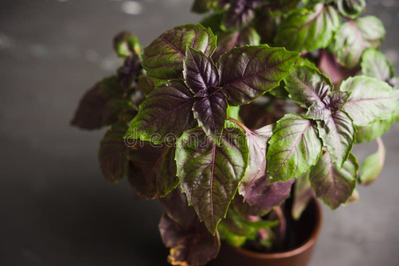 Red Basil Plant in the Garden Stock Photo - Image of flower, flora ...