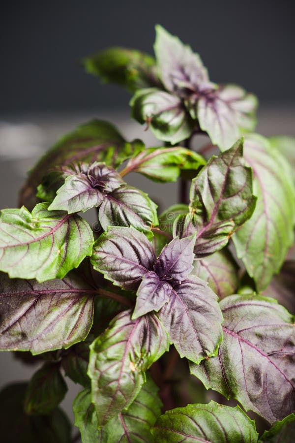 Red basil plant in pot stock photo. Image of flora, food - 92863738
