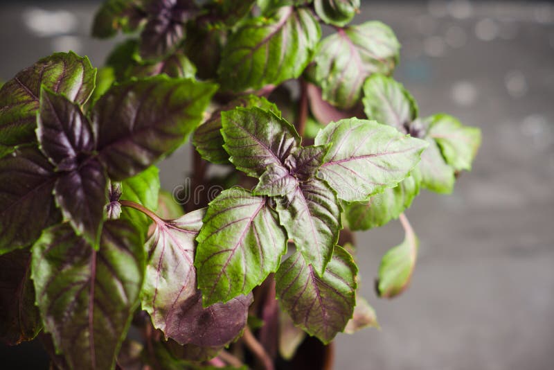 Red basil plant in pot stock photo. Image of black, ingredient - 92863850