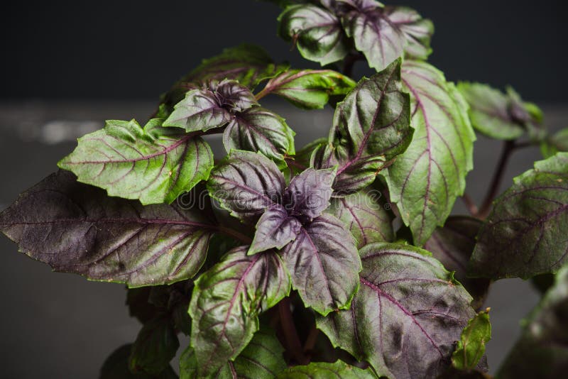 Red basil plant in pot stock photo. Image of flora, food - 92863738