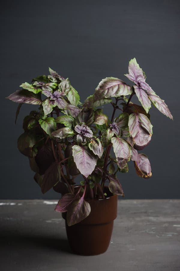 Red basil plant in pot stock photo. Image of flora, food - 92863738