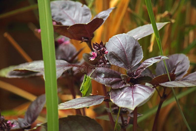 RED BASIL in POT with LEMON GRASS Stock Photo - Image of lemon, clean ...