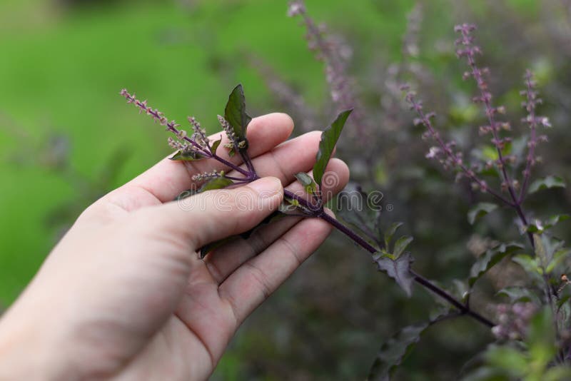 Red Basil or Purple in Hand Stock Photo - Image of nature, flavor: 59063844