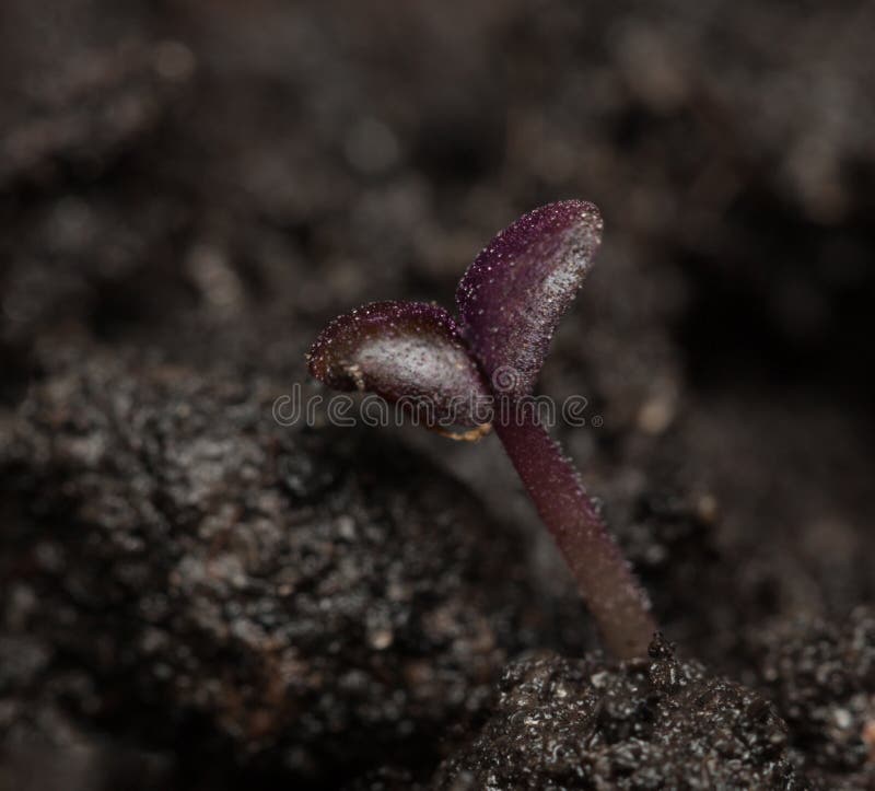 Red basil sprout stock photo. Image of cultivation, growth - 77865656
