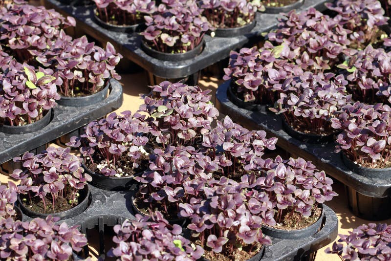 Red basil sprout stock photo. Image of lamiaceae, garden - 227618300