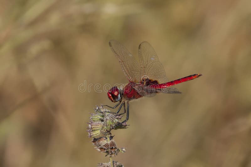 Red Basker, Urothemis Assignata Stock Image - Image of male, gambia ...