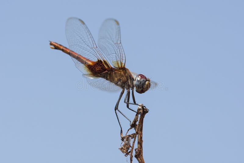 Assignata Stock Photos - Free & Royalty-Free Stock Photos from Dreamstime