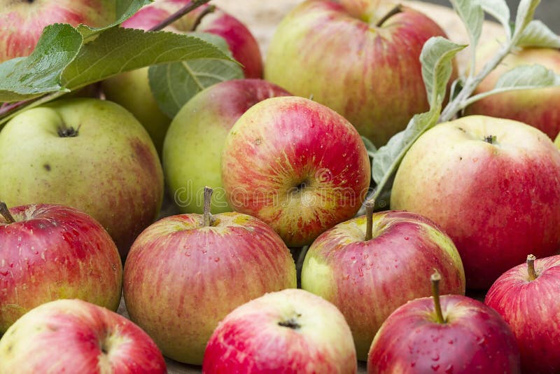 Red basque apples stock image. Image of juicy, bunch - 241180301