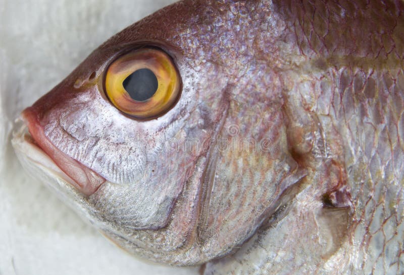 Red Bass Fish on the Market Stock Photo - Image of closeup, nature ...