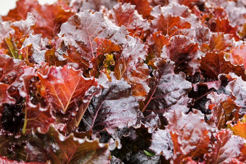Red Batavia stock photo. Image of food, organic, lettuce - 56486172
