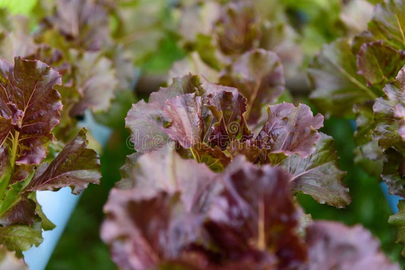 Red Batavia Lettuce in the Hydroponics Stock Photo - Image of farming ...