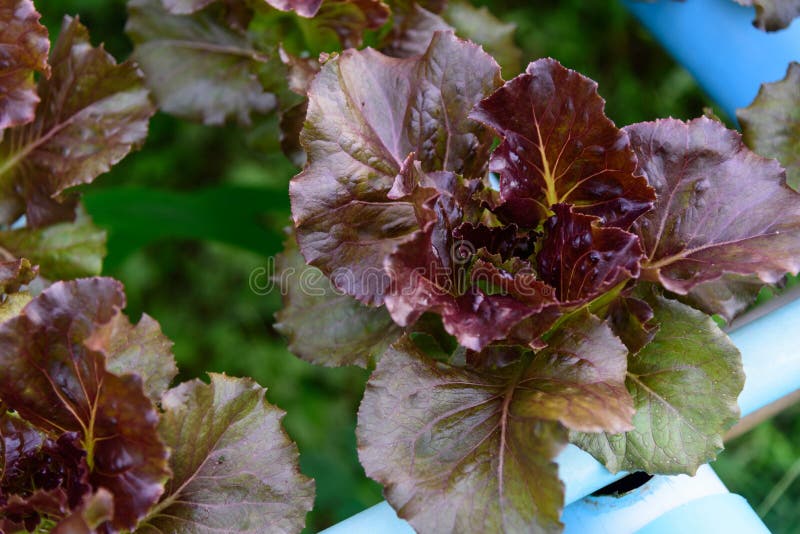 Red Batavia Lettuce in the Hydroponics System Stock Photo - Image of ...