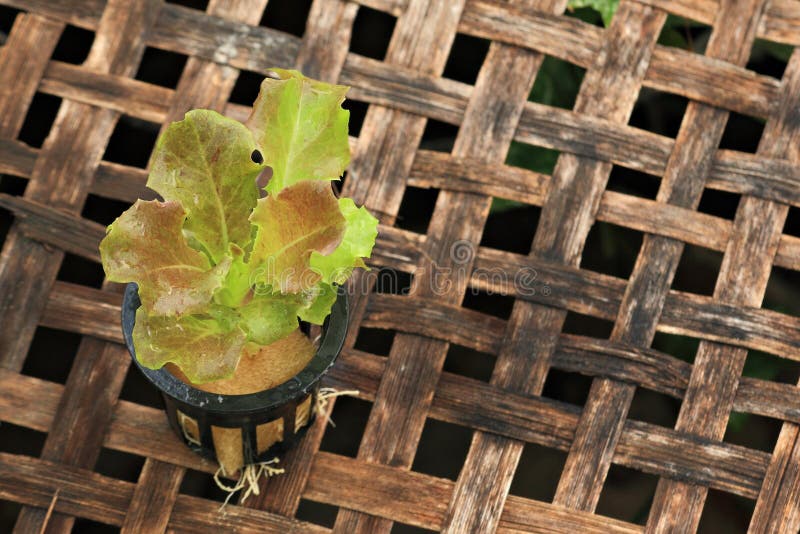 Red batavia lettuce stock photo. Image of nutrition, leaf - 62127106