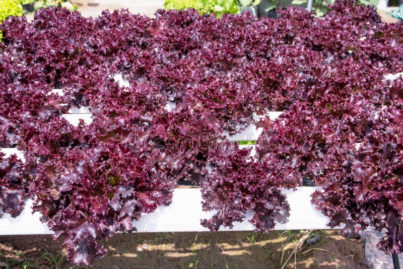 Red Batavia Vegetable in Hydroponic Farm, Red Oak Stock Photo - Image ...