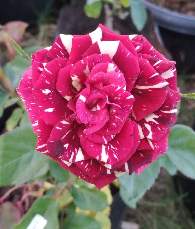 Red Batik Rose || Mawar Batik Stock Photo - Image of flowers, garden ...