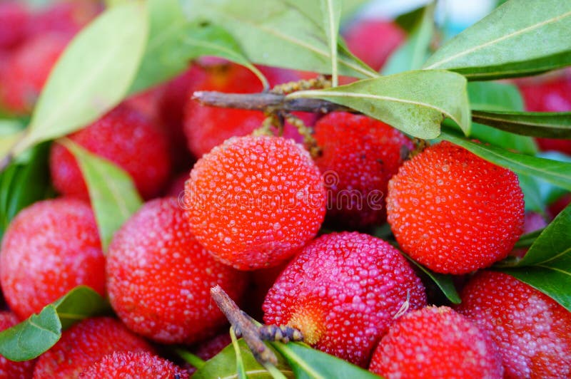Red bayberry stock image. Image of nature, fresh, natural - 62044727