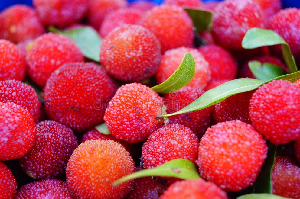Red bayberry stock image. Image of fruit, bayberry, still - 53601231