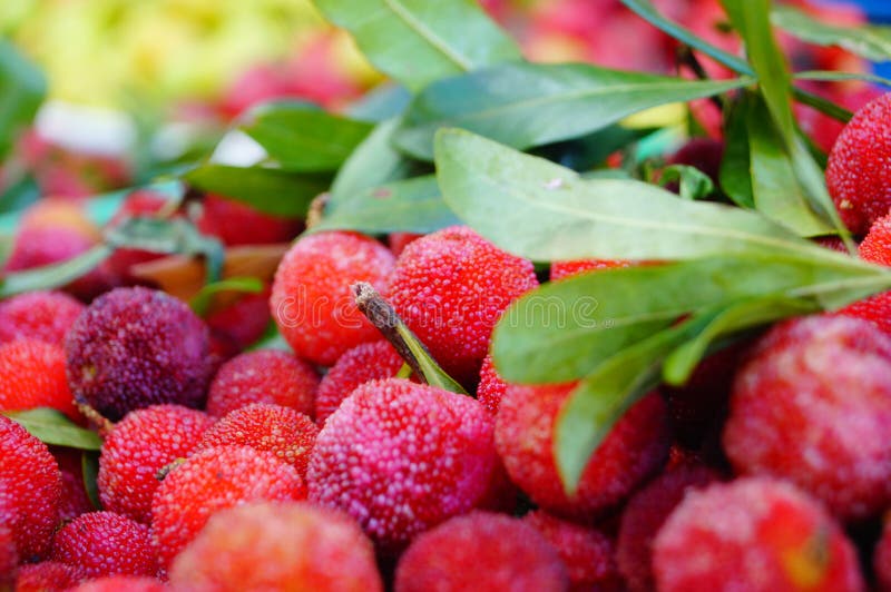 Red bayberry stock photo. Image of close, life, sell - 53601408