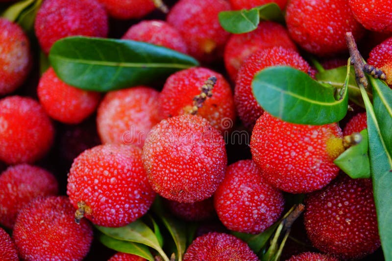 Red bayberry stock image. Image of fruit, background - 53601943
