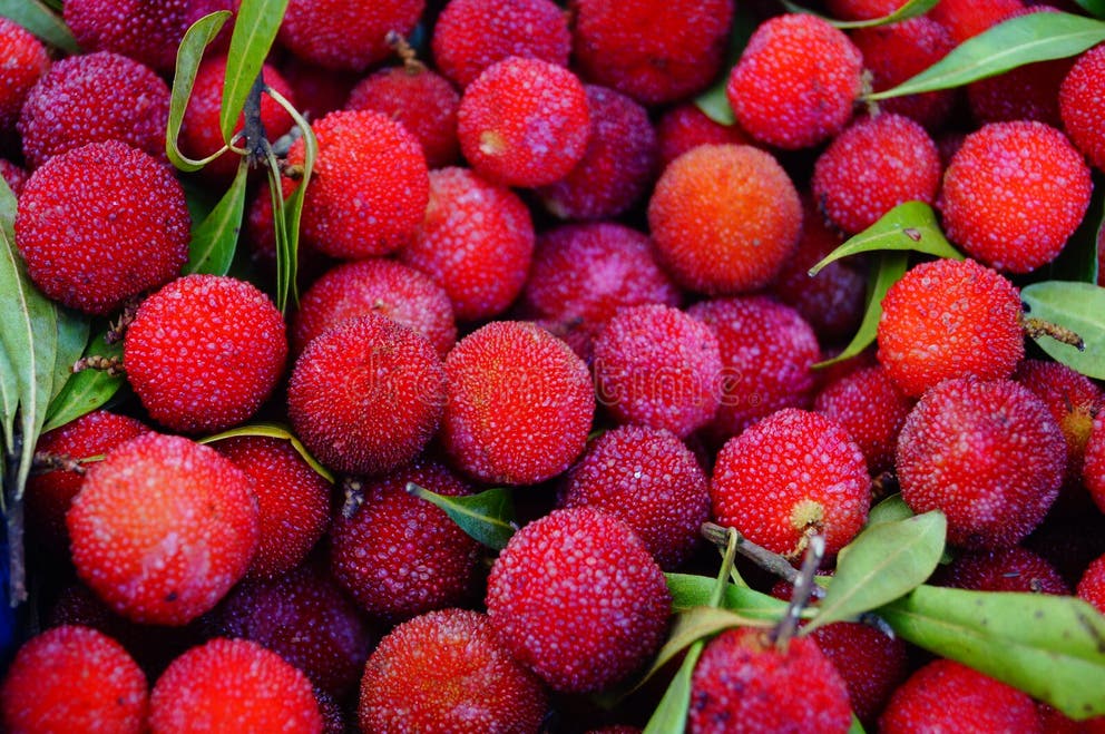 Red bayberry stock image. Image of still, commodity, sell - 53601927