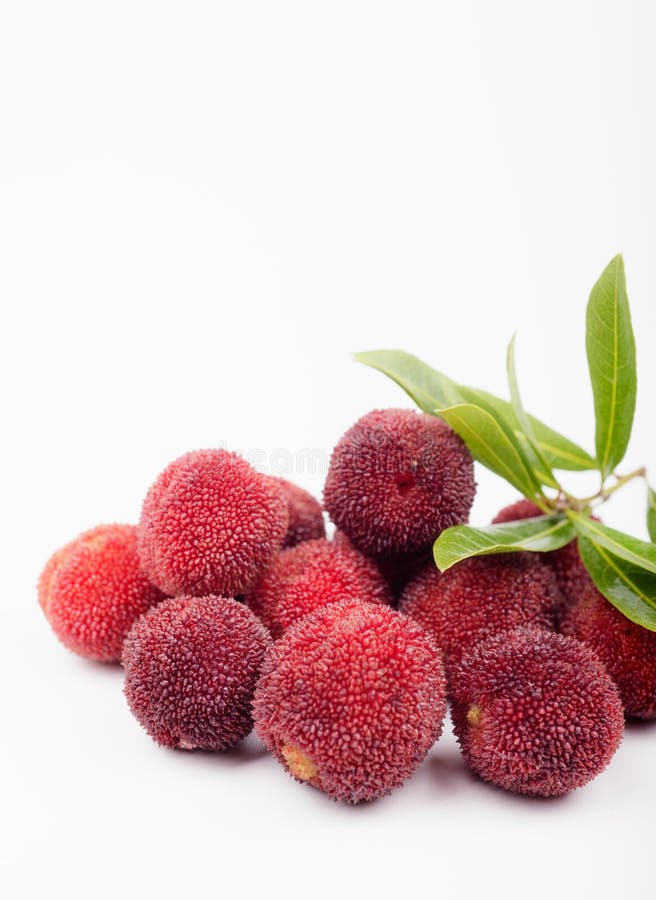 Red bayberry stock image. Image of fresh, freshness - 100191493