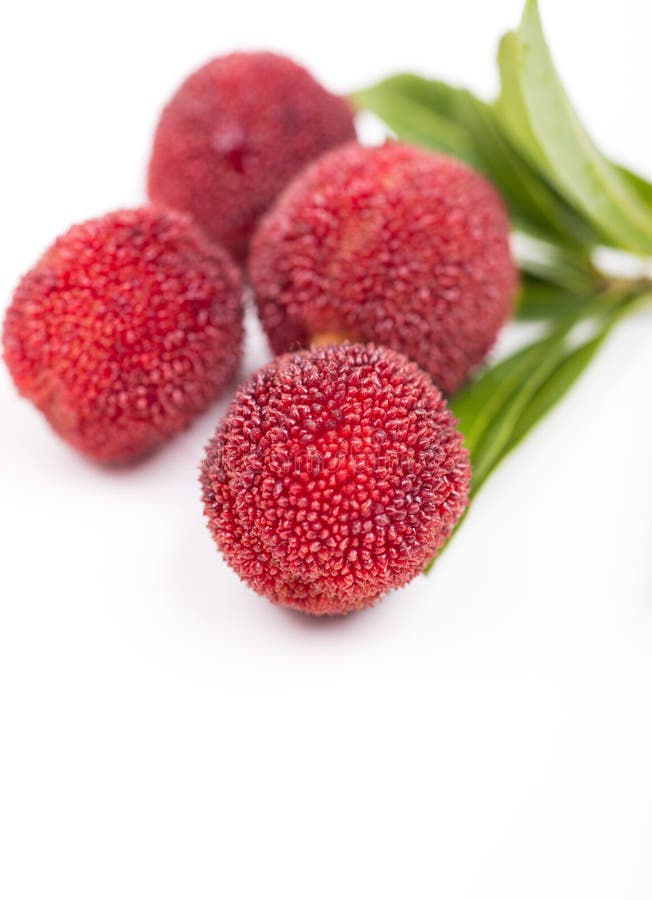 Red bayberry stock image. Image of fresh, freshness - 100191493