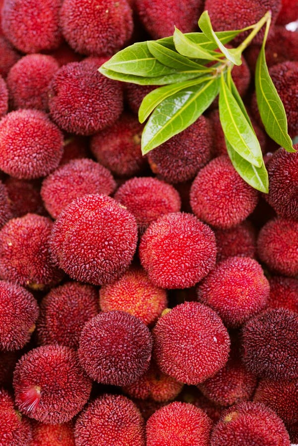 Red bayberry stock photo. Image of acid, fruits, delicious - 100190784
