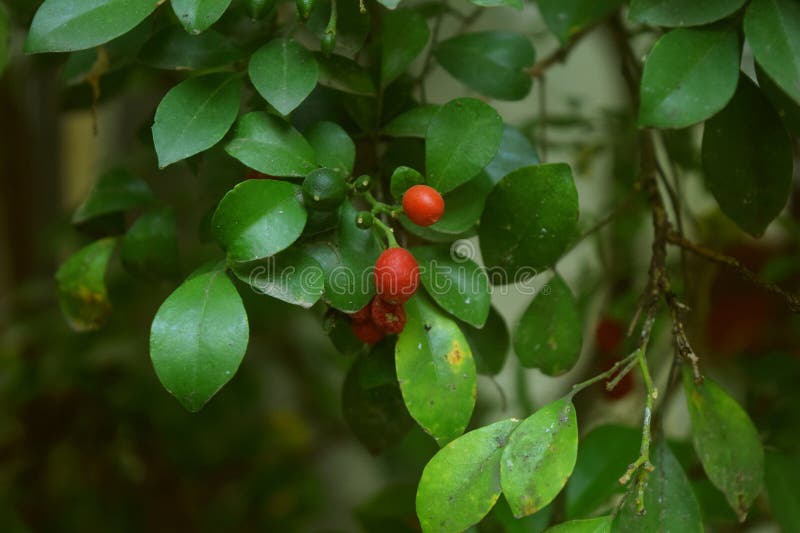 The Red Beach Cherry Plant Grows V in a Home Garden Stock Image - Image ...