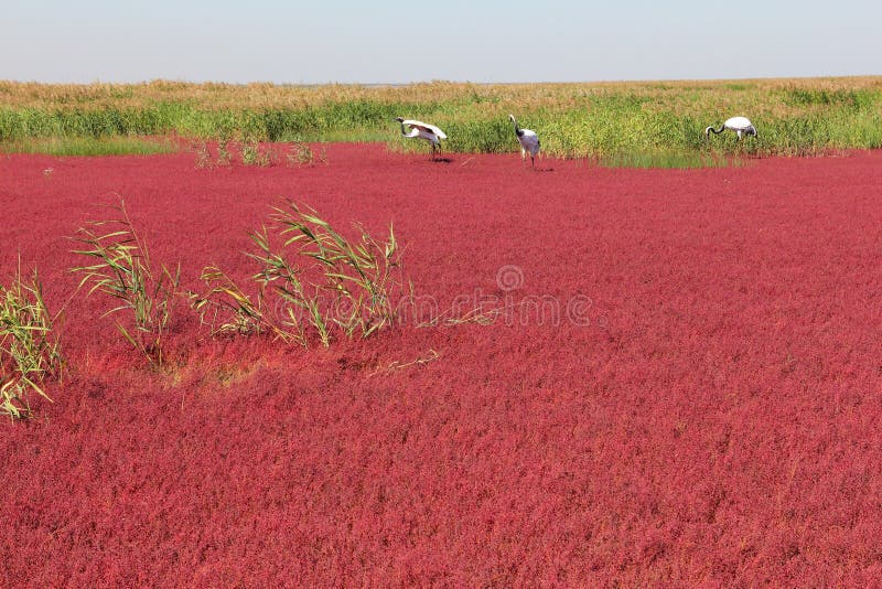 Red Beach of Panjin in China Stock Photo - Image of shadow, soil: 34820838
