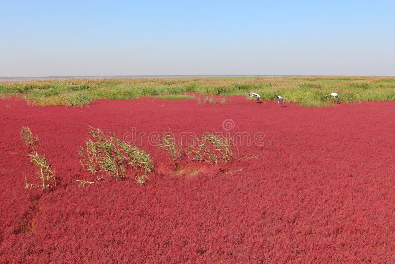 Red Beach of Panjin in China Stock Photo - Image of wood, house: 34822218