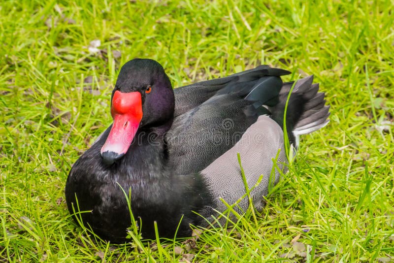 Red Beak of Black Duck with Orange Eyes Stock Photo - Image of grey ...