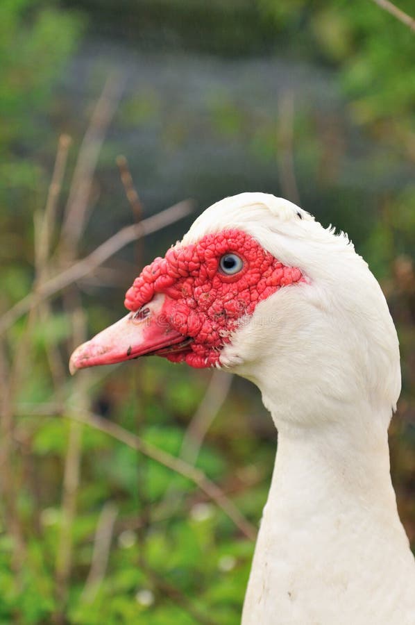 Red beak duck series 6 stock photo. Image of geese, bird - 5837914