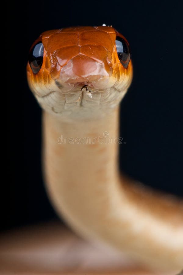 Red beaked snake stock photo. Image of south, africa - 19851186