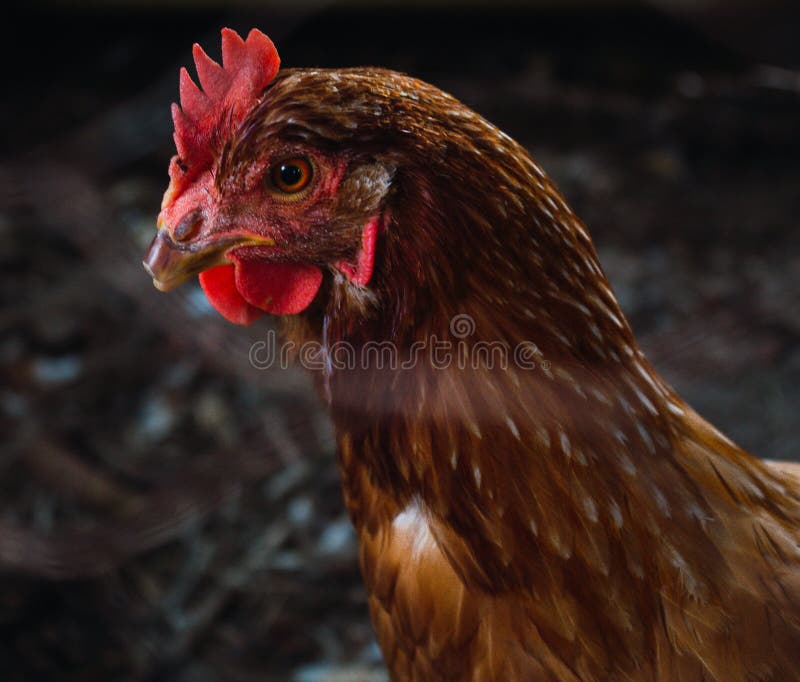 Beakless Bird Stock Photos - Free & Royalty-Free Stock Photos from ...