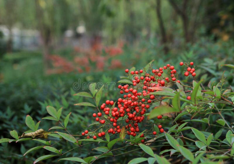 Red beans stock image. Image of seed, clump, bushes, beans - 62302285