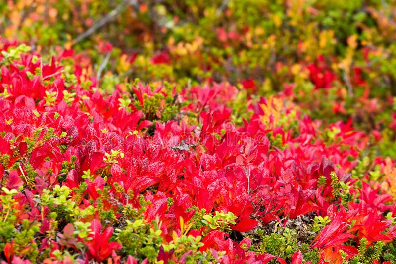 Red Bearberry leaf stock image. Image of brightly, arctostaphylos - 6073215