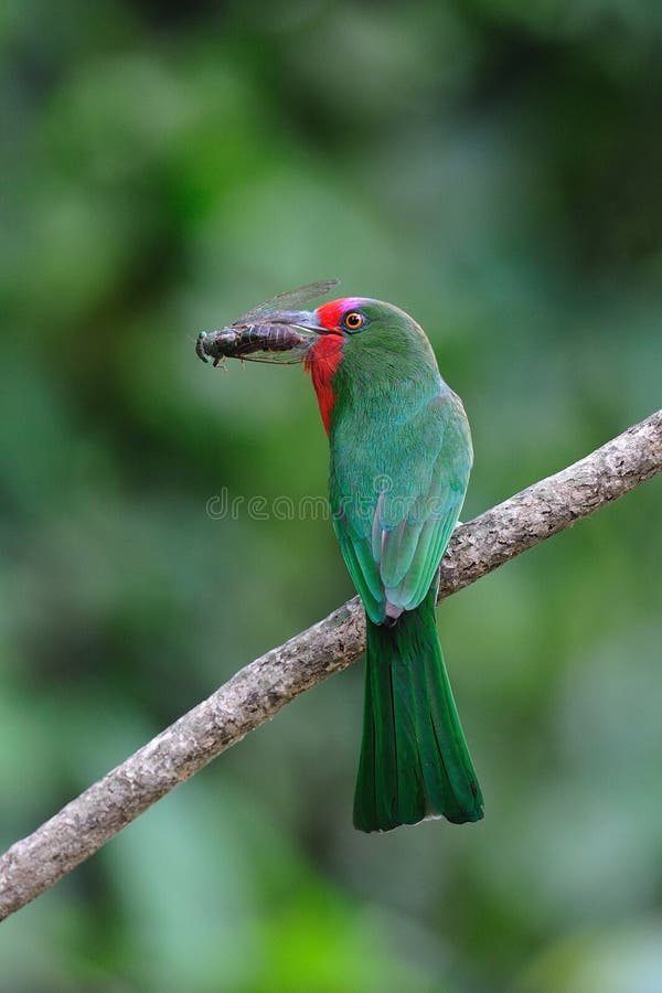 Red-Bearded Bee eater stock photo. Image of beak, closeup - 24763450