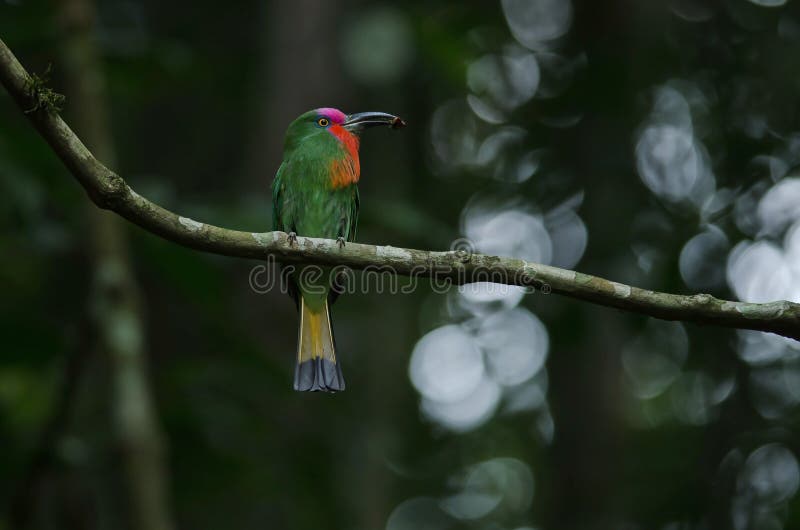 Red-Bearded Bee Eater on a Branch Stock Photo - Image of pink ...