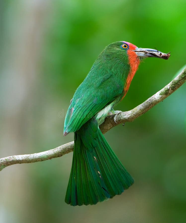 Red-bearded Bee-eater stock image. Image of hunt, billed - 30489407