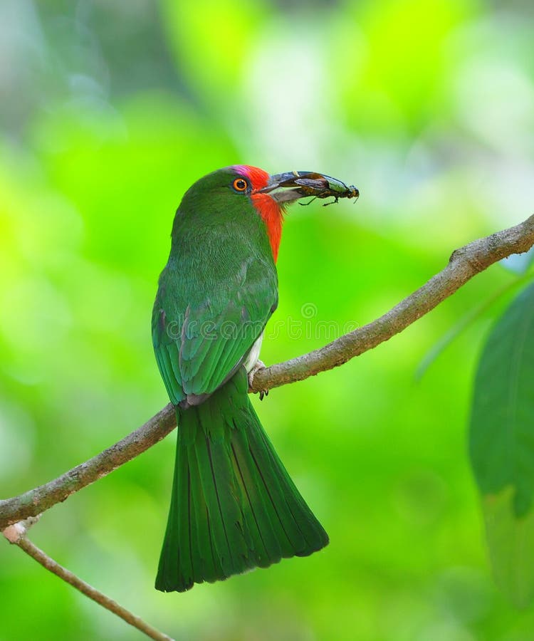 Red-Bearded Bee Eater stock image. Image of feathers - 45537305