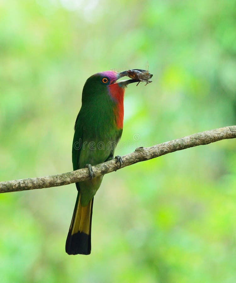 Red-Bearded Bee Eater stock photo. Image of creature - 45537302
