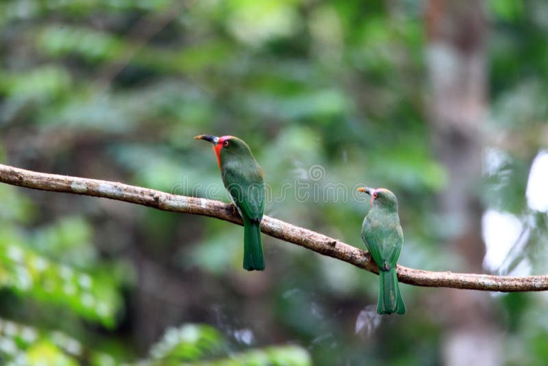 Red-bearded Bee-eater stock image. Image of birds, tropical - 45065945