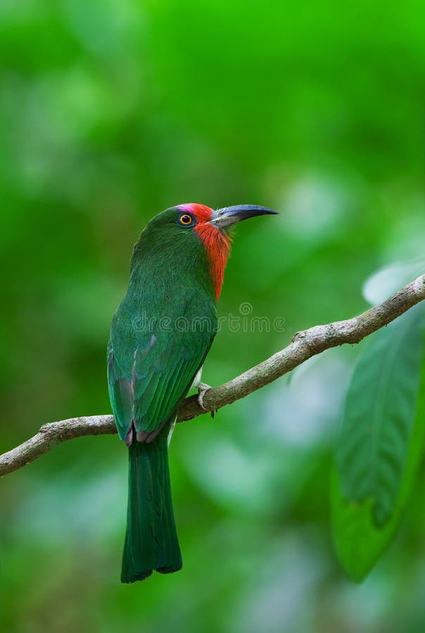 Red-bearded Bee-eater stock photo. Image of resting, background - 30597516