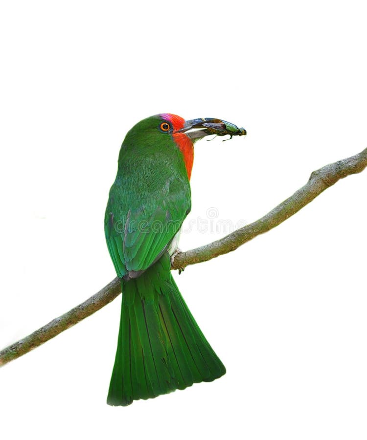 Red-Bearded Bee Eater stock image. Image of green, long - 45537273