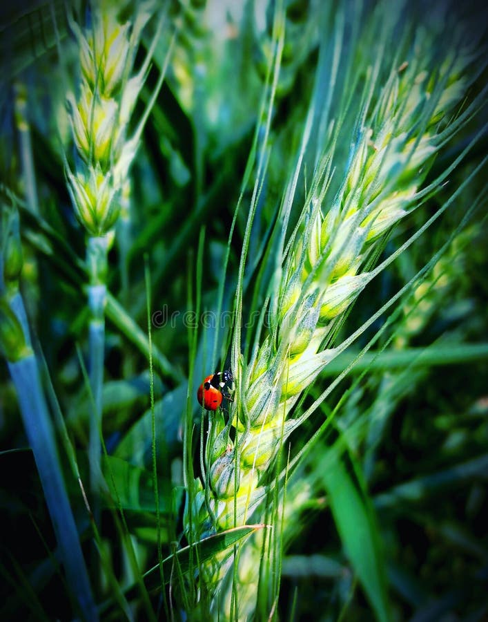 Red Beast on Wheat Field Photography Stock Photo - Image of wheat ...