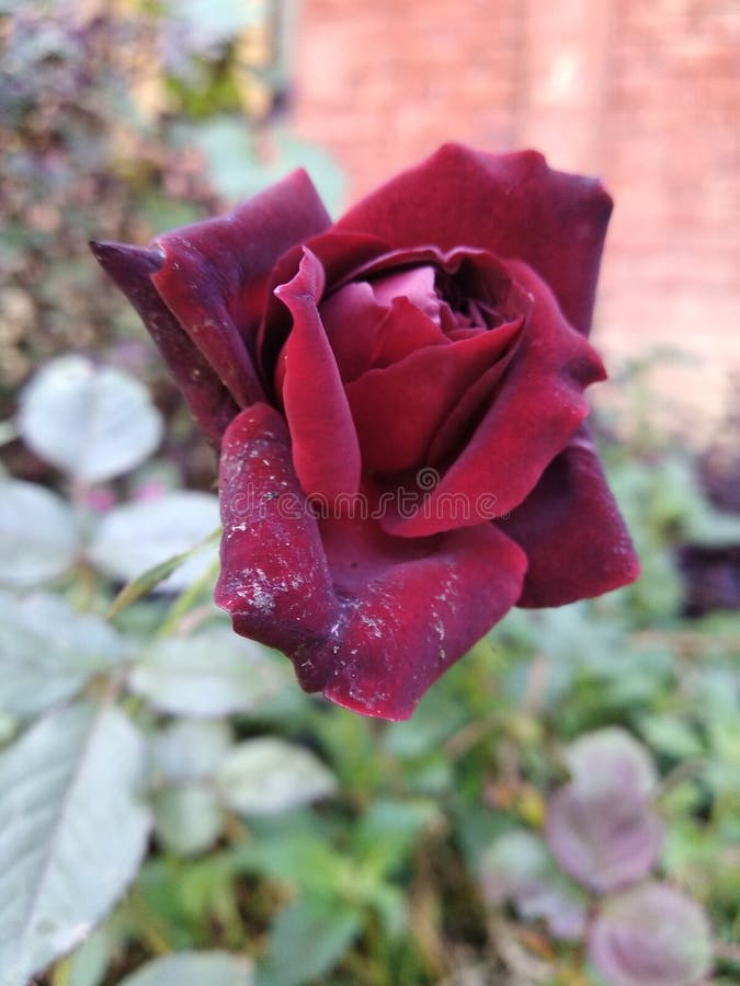 Red beauti pic stock image. Image of rose, beauti, morning - 133591281