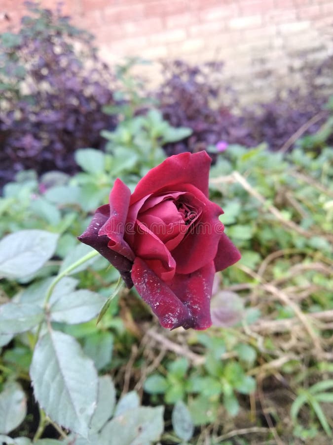 Red beauti pic stock photo. Image of morning, rose, beauti - 133591652