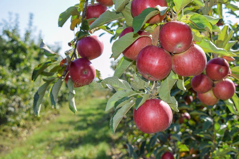 Red Beautiful Abundant Apples Stock Photo - Image of apples, tree ...