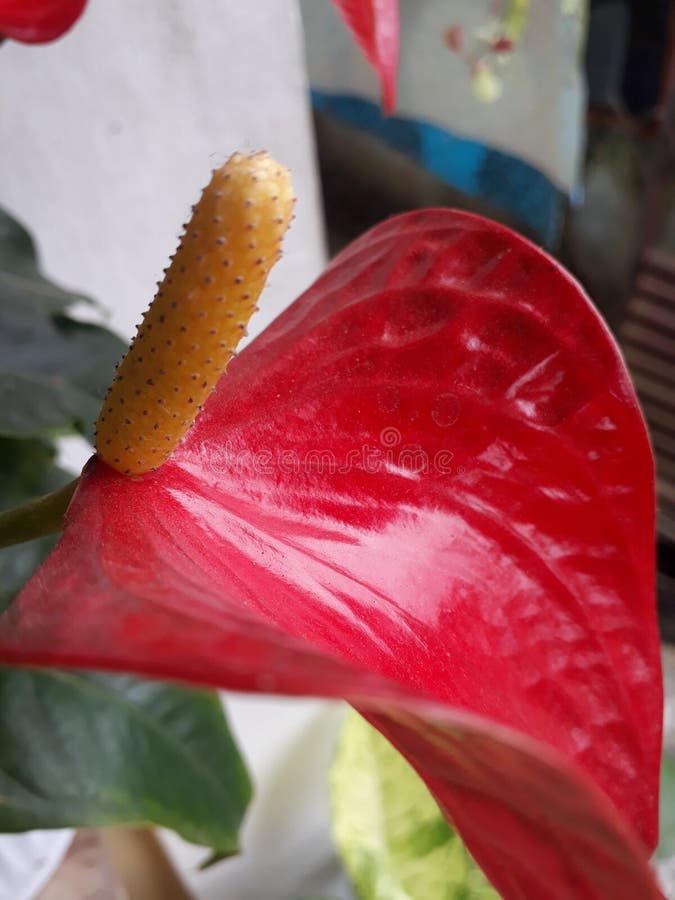 Beautyanthurium Stock Photos - Free & Royalty-Free Stock Photos from ...